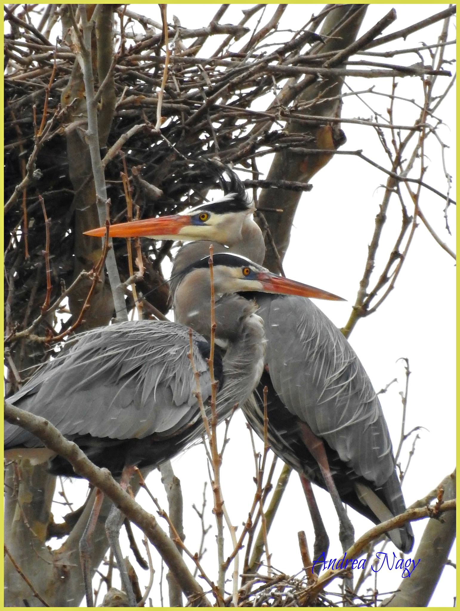 The Heron – Writers Ink—Writing and Stuff